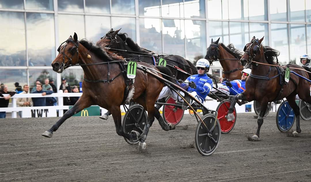 UNICO BROLINE E TANTA ITALIA | VendoPuledri.it