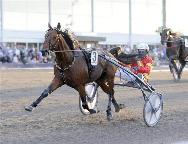 READLY EXPRESS ELITHINGST | VendoPuledri.it