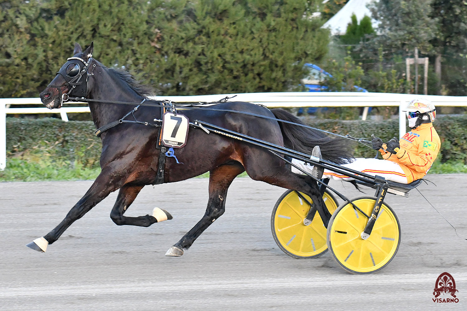 Carriera finita per il più vincente cavallo in attività (42 successi ...