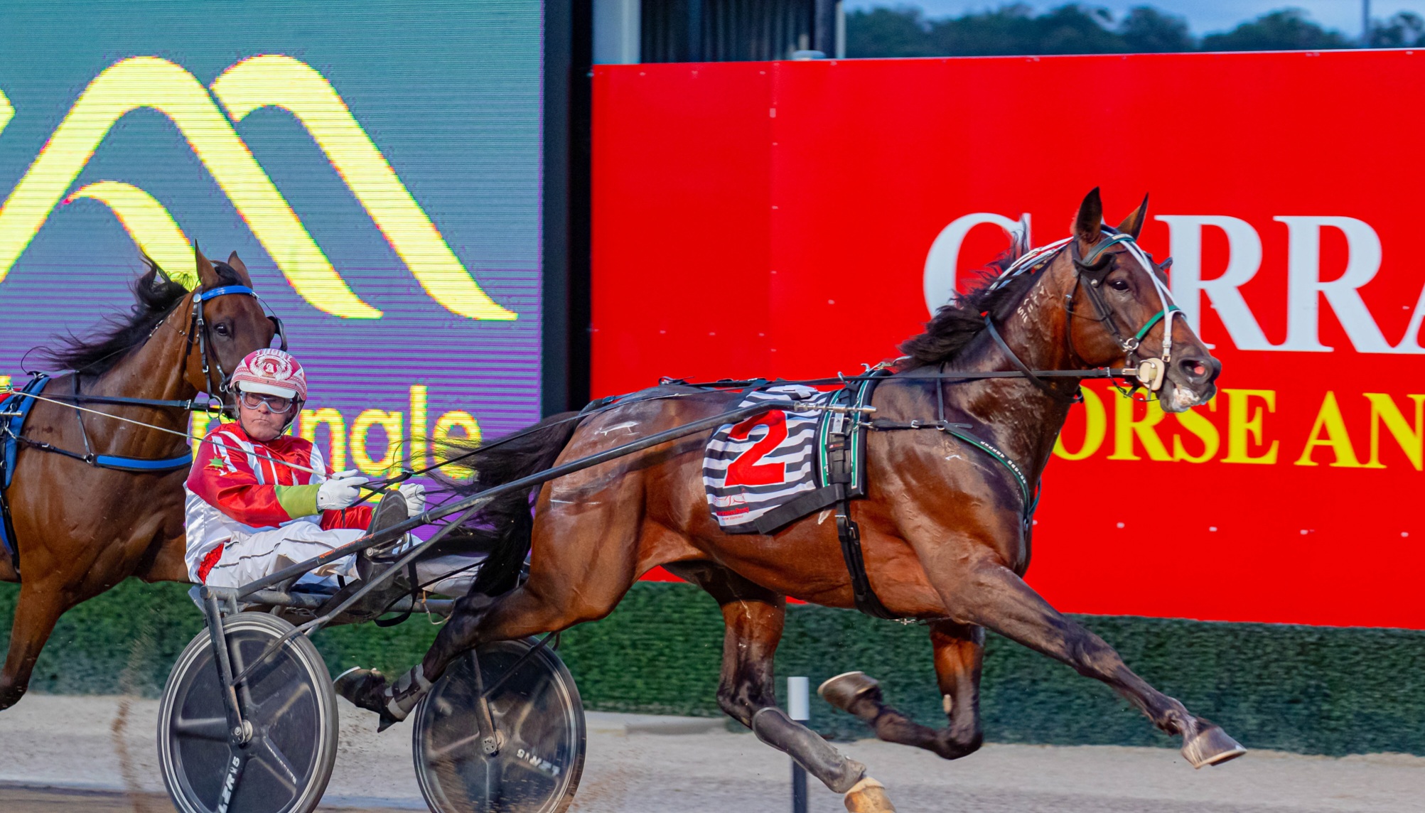 LA RICONFERMA DI ALDEBARAN ZEUS | VendoPuledri.it