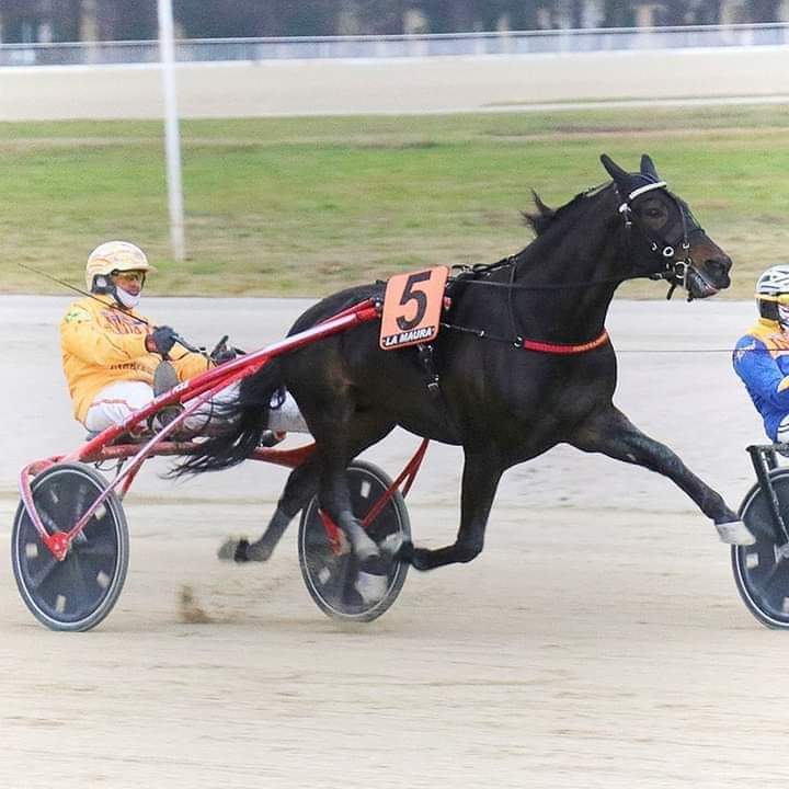 ZACON GIO TRA GLI ISCRITTI DI SOLVALLA | VendoPuledri.it