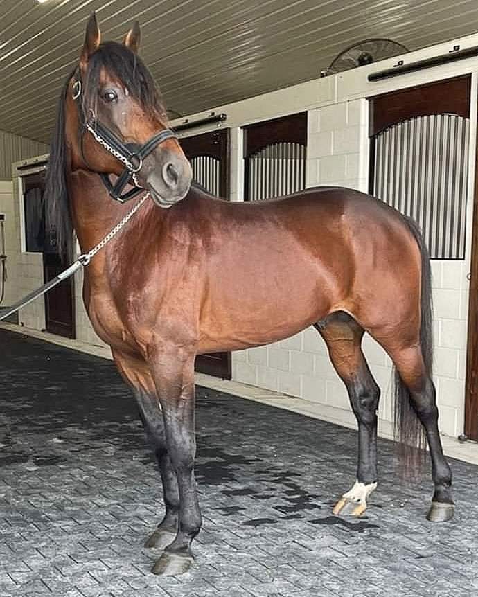 SOUTHWIND FRANK NEL BEL PAESE | VendoPuledri.it
