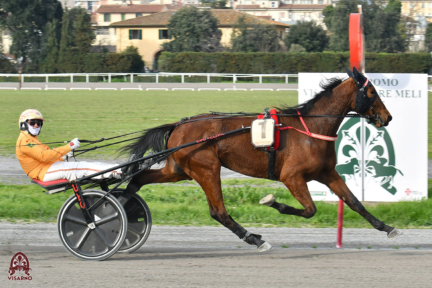 Le partenti (12) dell’Unione Europea Filly, al 10 la favorita Funny Gio ...